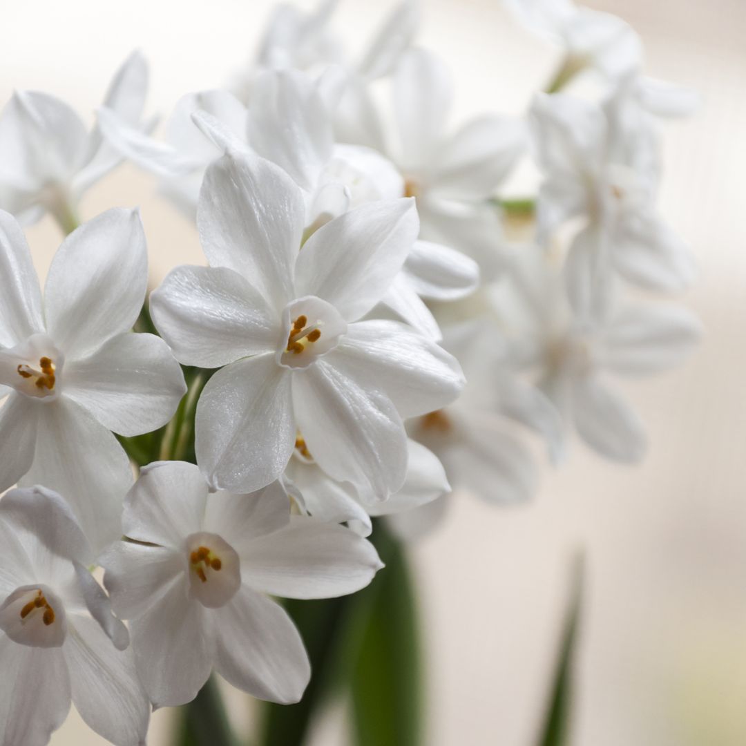 Indoor Paperwhites 101 - Wildwood Outdoor Living Centre