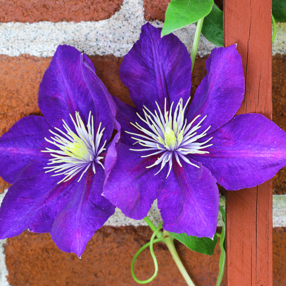 How To Grow Clematis - Wildwood Outdoor Living Centre
